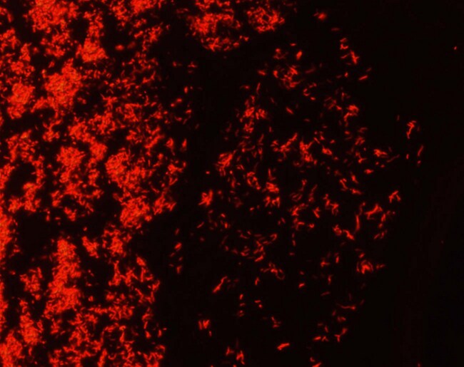 MilliporeSigmaCertistain Rhodamine B Dye:Biochemical Reagents:Staining ...